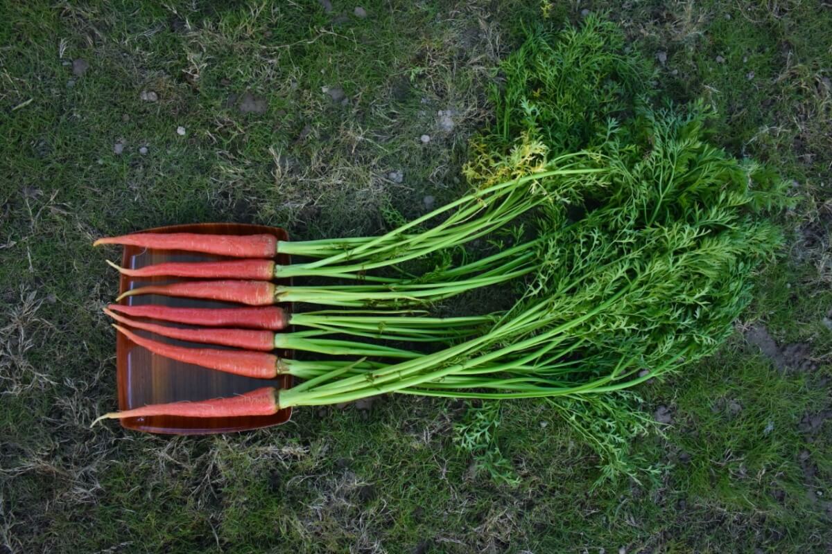 Economic And Nutritive Perspectives Of Carrot Production In Pakistan ...